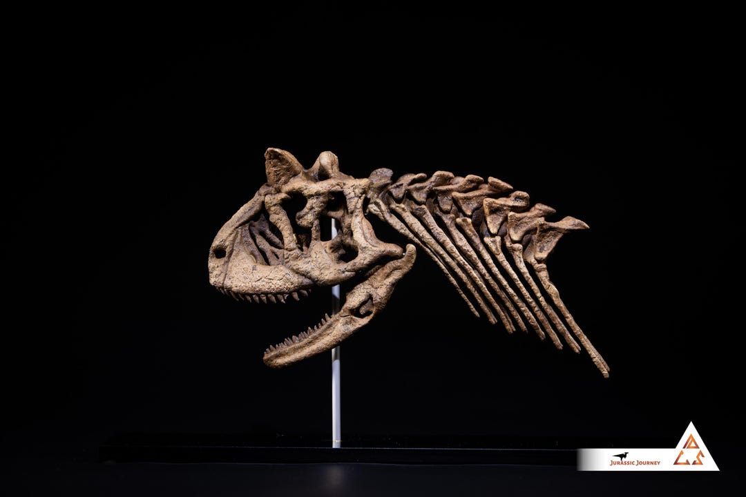 Carnotaurus Skull With Cervical Vertebrae | Collector's Gift for ...