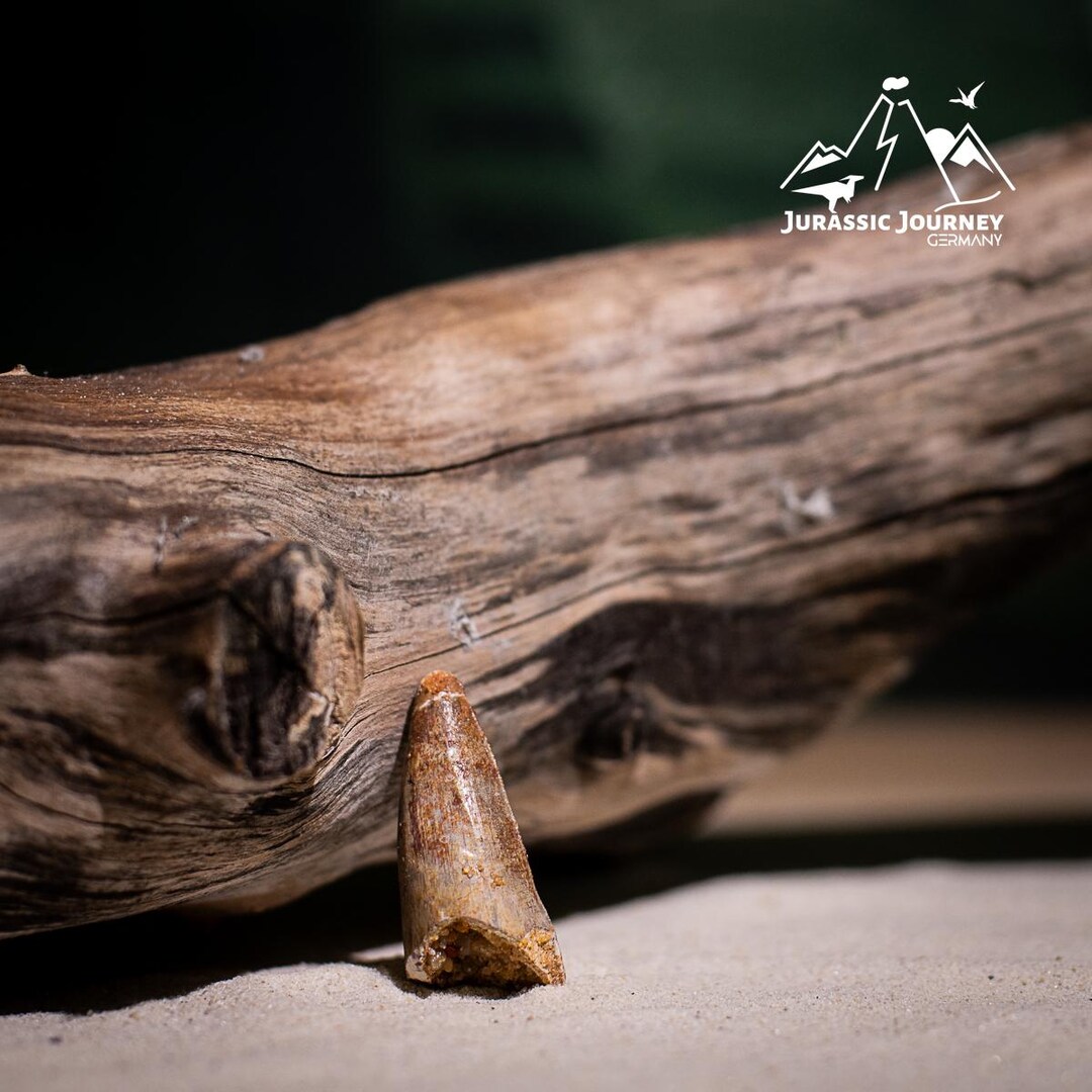 Spinosaurus Teeth in Museum Quality, Fossils With Certificate of ...