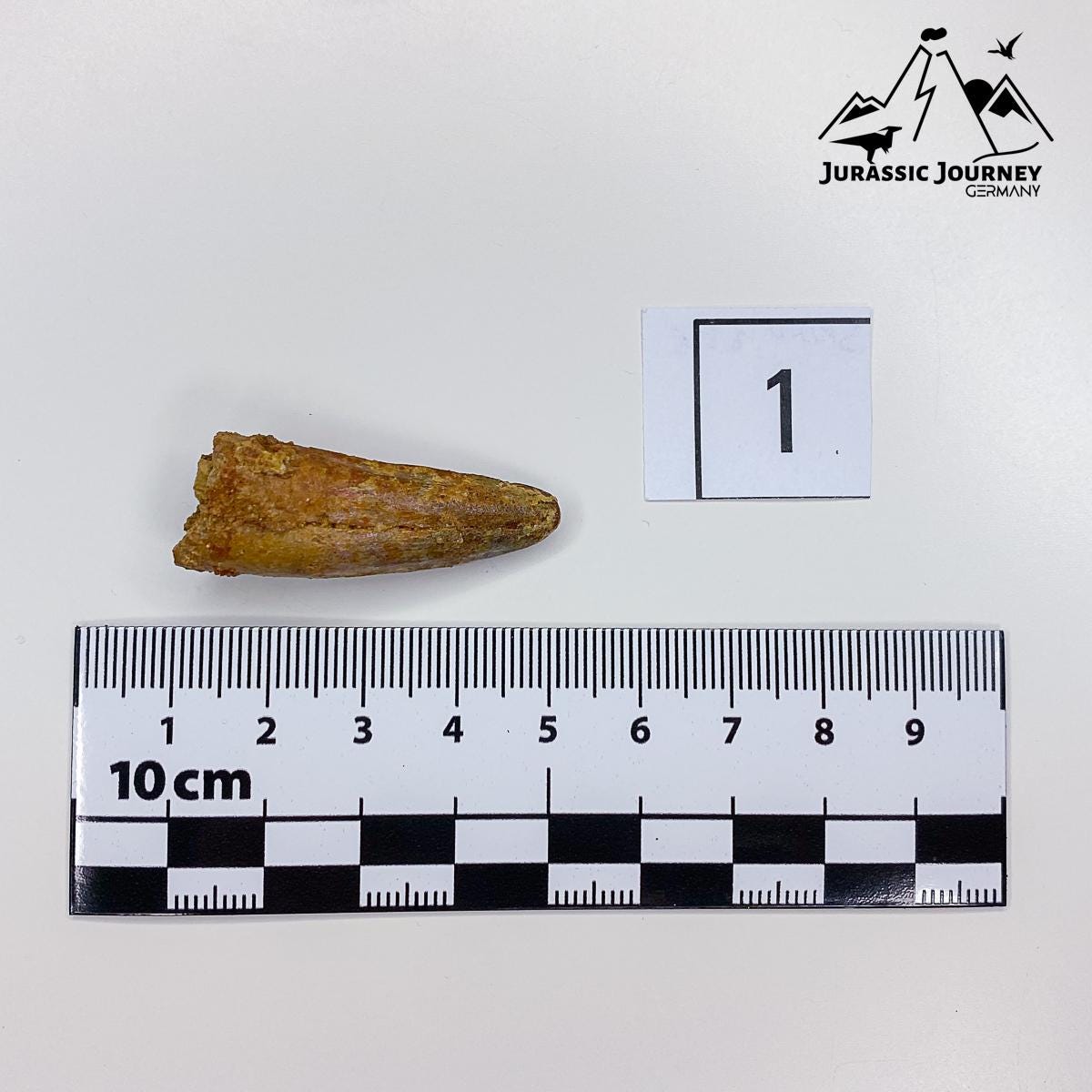 Spinosaurus Teeth in Museum Quality, Fossils With Certificate of ...