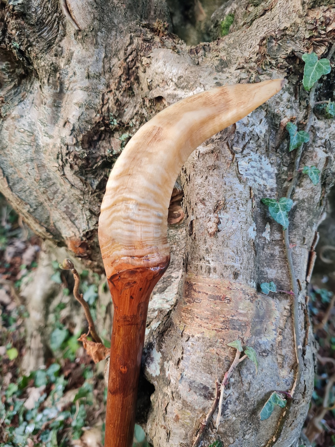 Goats Horn and Hazel Walking Stick - Etsy UK