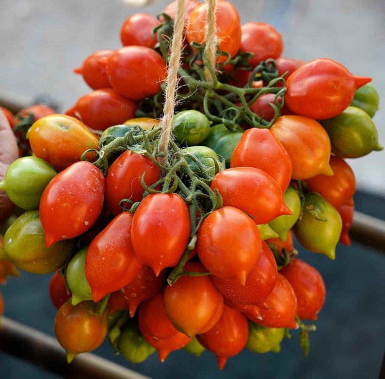 Piennolo Del Vesuvio Tomato Seeds No GMO Seeds Italian | Etsy