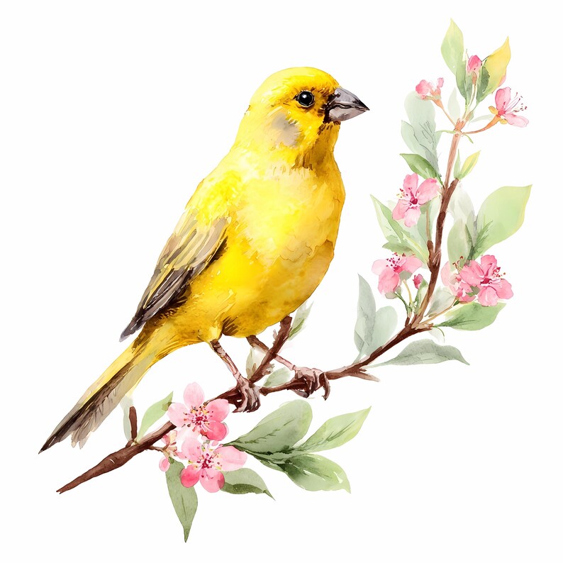 Watercolor Songbird Clipart Bundle: Floral Spring Birds, PNG & JPG Set ...