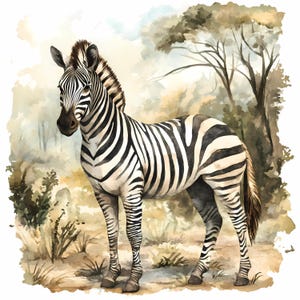 Watercolor Zebra Clipart Set, Wild Animal Art (digital Download) - Etsy