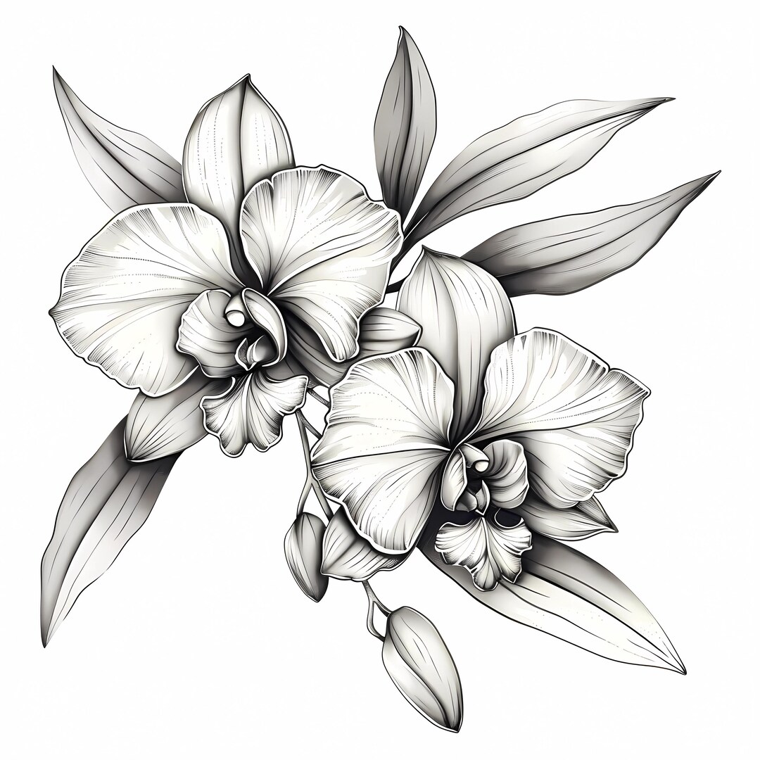 Lily Flower Pencil Sketch Art Bundle: Botanical Illustrations (digital ...