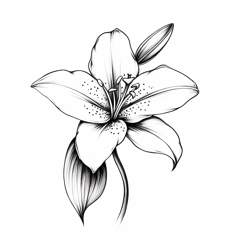 Lily Flowers Line Art Clipart Bundle: Floral Pngs (commercial Use ...