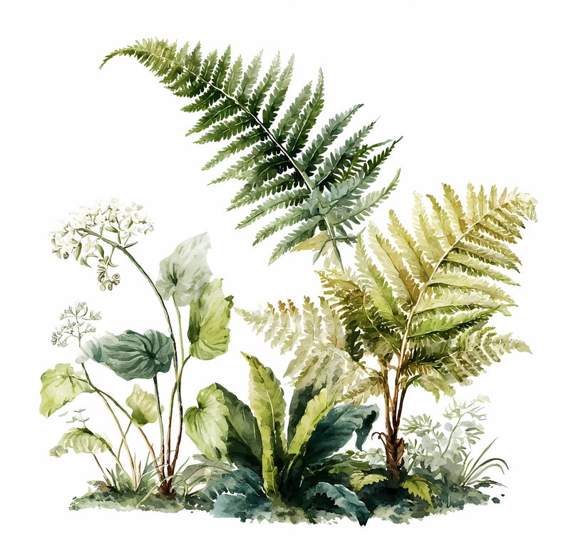 Watercolor Fern Botanical Clipart Bundle Set of 16 for DIY Projects and ...