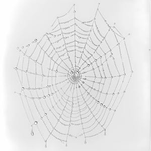 Spiderweb Pencil Clipart Bundle Set of 12 Hand Drawn Spider Webs in ...