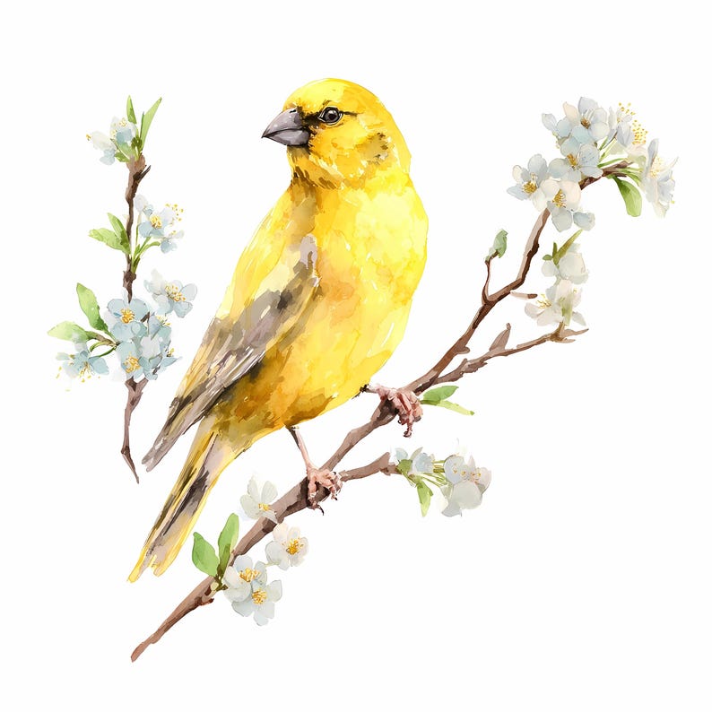 Watercolor Songbird Clipart Bundle: Floral Spring Birds, PNG & JPG Set ...