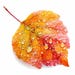 Watercolor Maple Leaf Clipart: Autumn Glitter Leaves PNG JPG ...