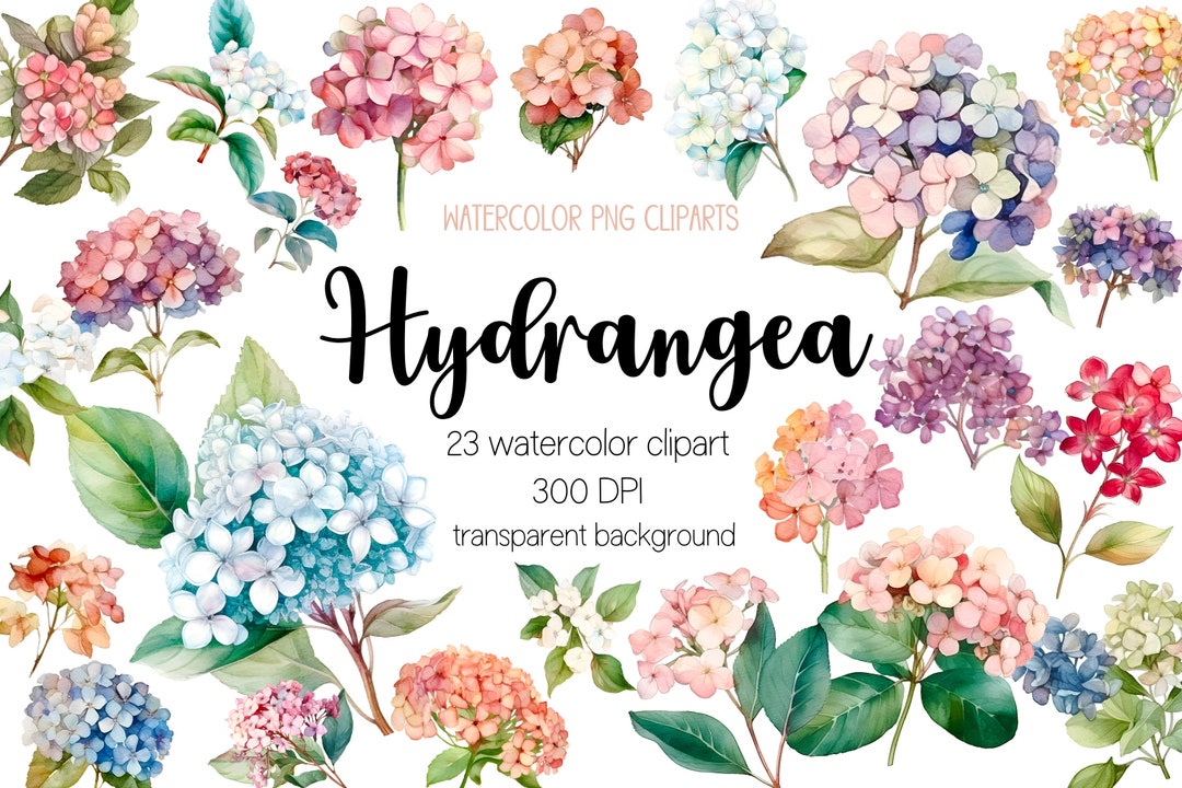 Watercolor Hydrangea Clipart: Floral PNG Set (digital Download) - Etsy