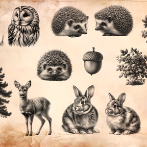 Woodland Animal Procreate Stamp Brushes, Procreate Brushes, Procreate ...