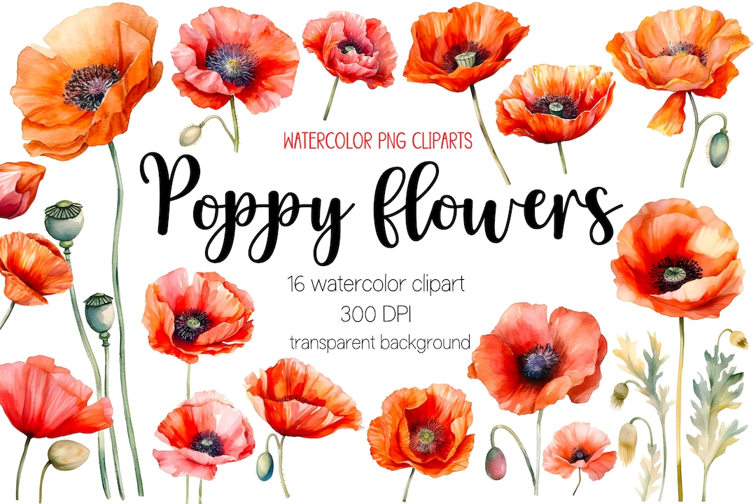 Watercolor Poppy Clipart: 16 Flower PNG Bundle (digital Download) - Etsy