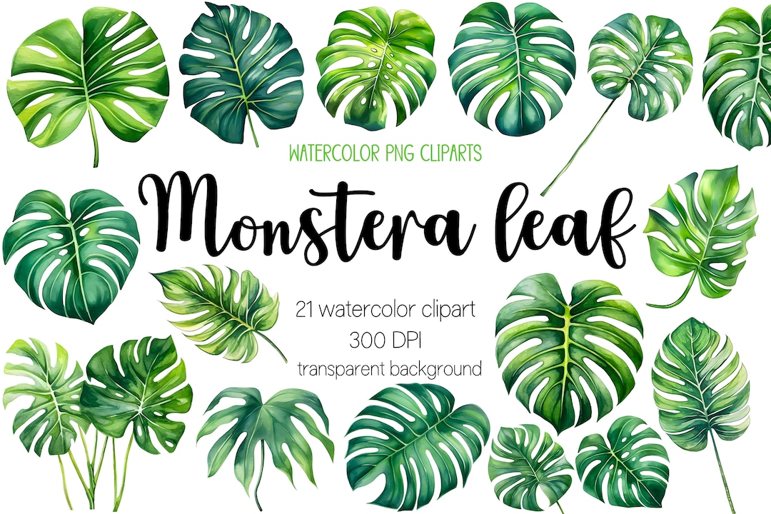Watercolor Monstera Leaves Clipart Bundle, Monstera Clipart, Monstera ...