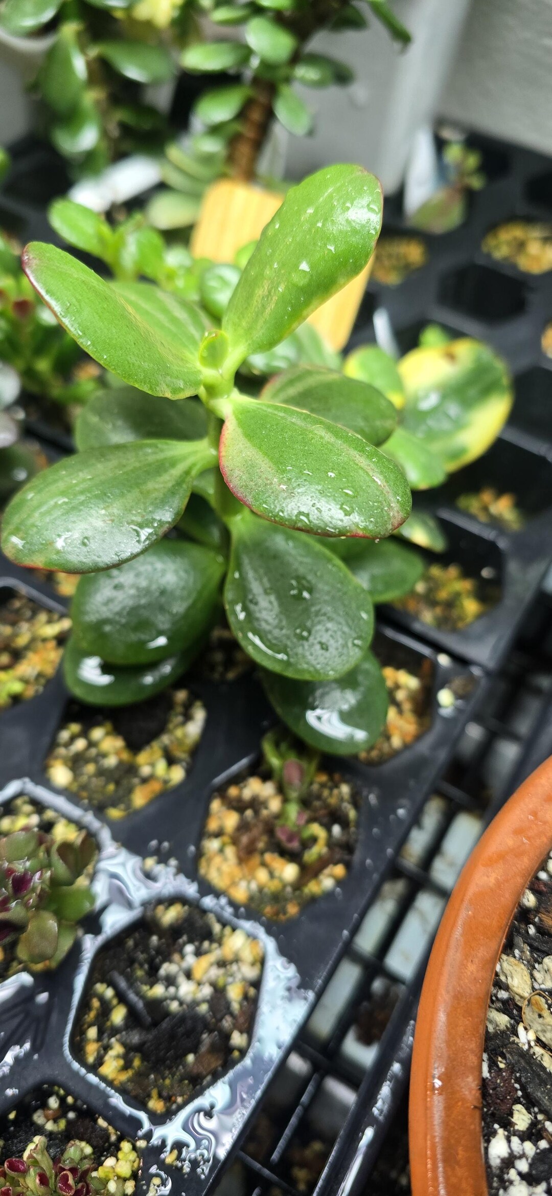Hummels Ghost Crassula Ovata Established Jade Plant - Etsy