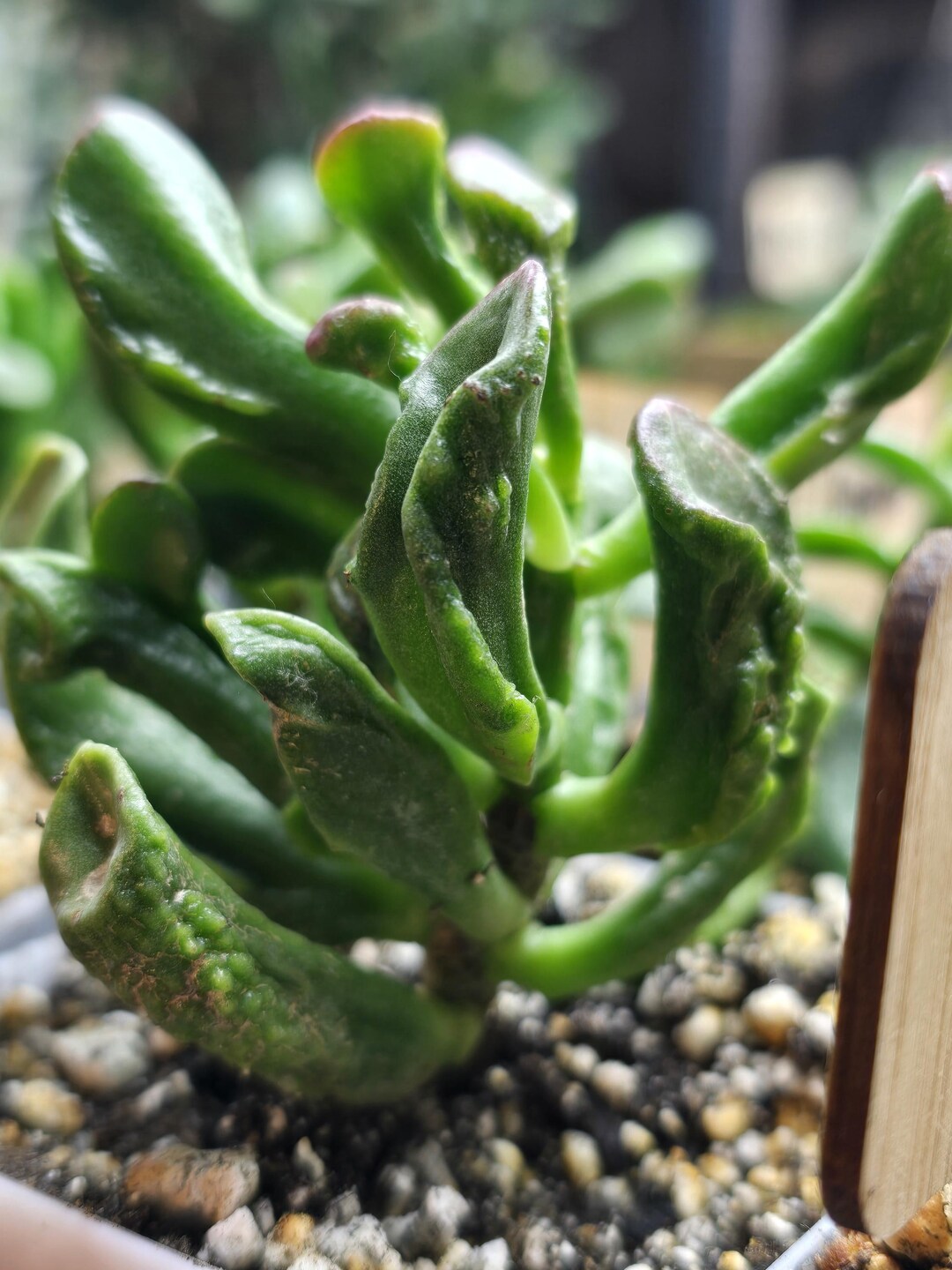 Super Rare Froggy Monstrose Jade Plant Cutting With Some Roots - Etsy