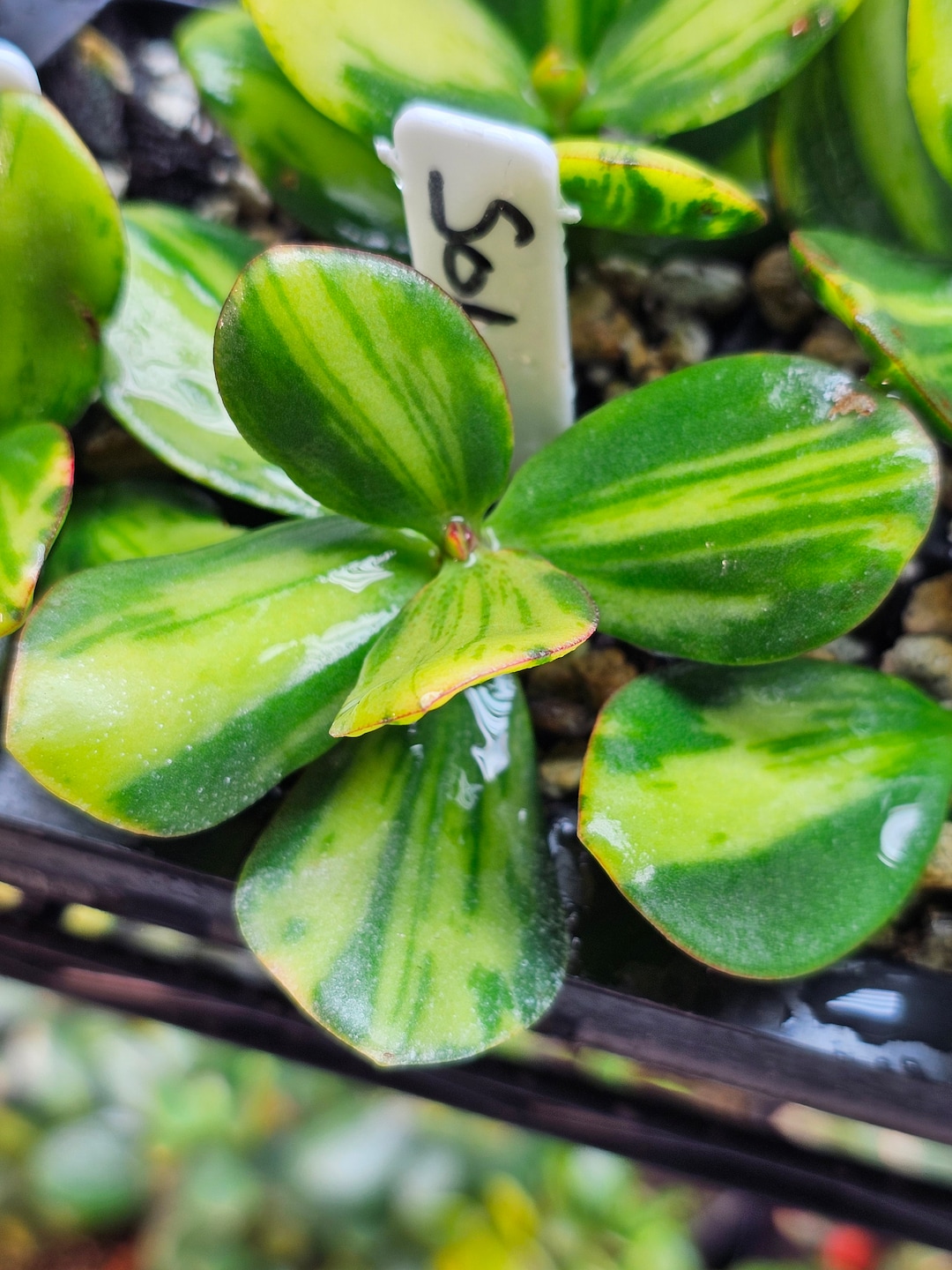 Crassula Ovata Solana. Rare Jade Plant. This One Has Premium ...