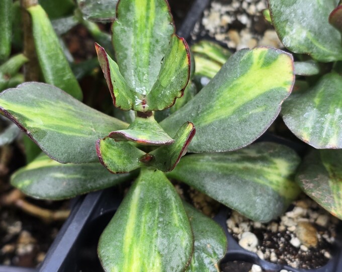 Center Variegated Blue Bird Jade Established Young Plant, - Etsy