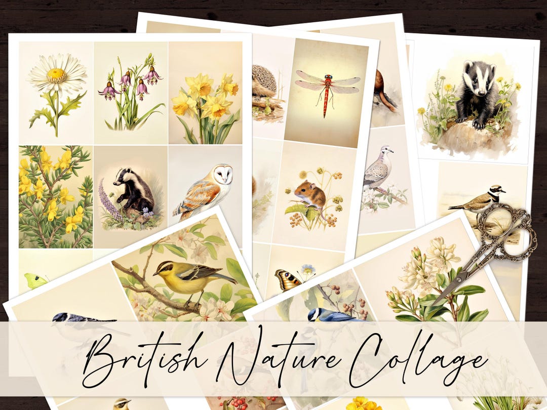 British Nature Illustration Collage Sheets • Vintage Ephemera • Junk ...