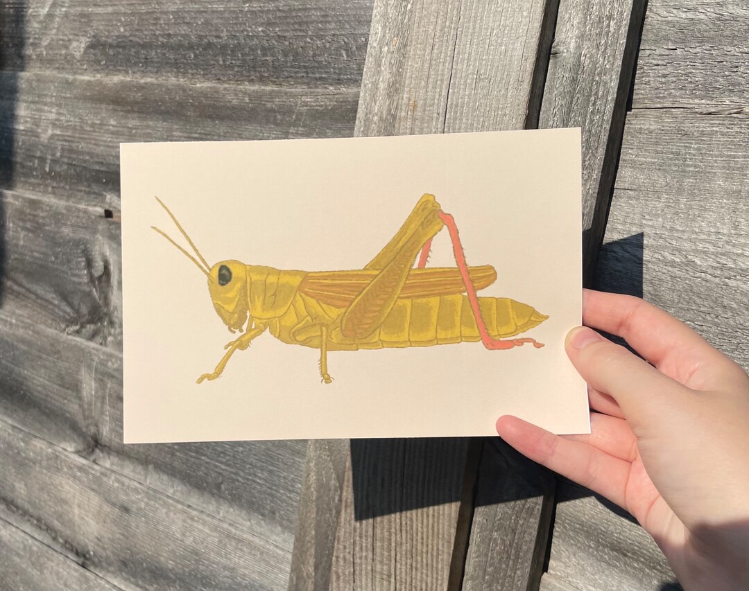 Grasshopper Art Print and Bookmark - Etsy
