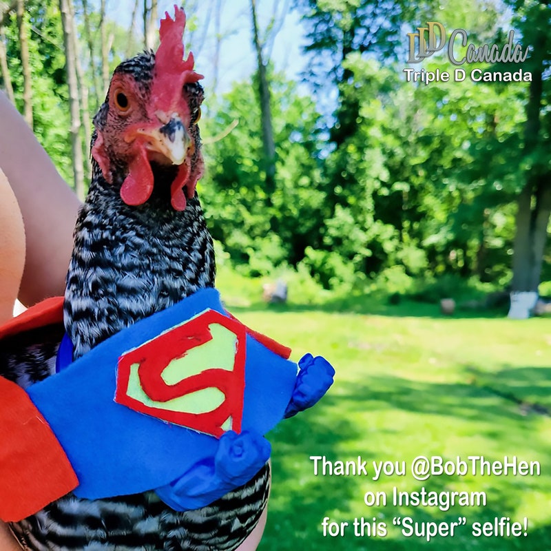 Harness for Chickens - Etsy