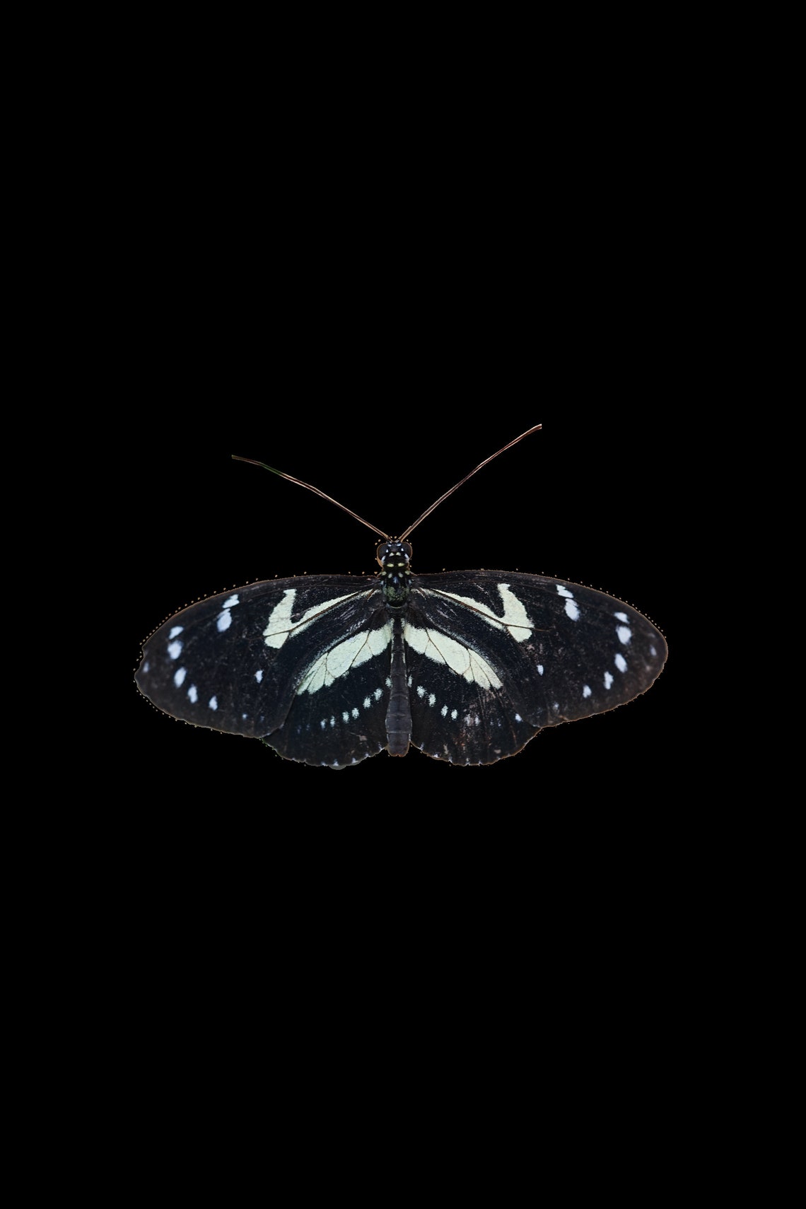 Butterfly Stickers, Overlays, Photoshop, Photo Art, Insects, Macro ...