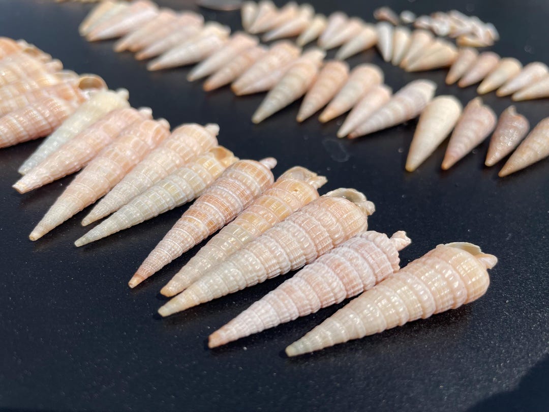 Auger Seashells Bulk Ethically Sourced From North and South Carolina - Etsy