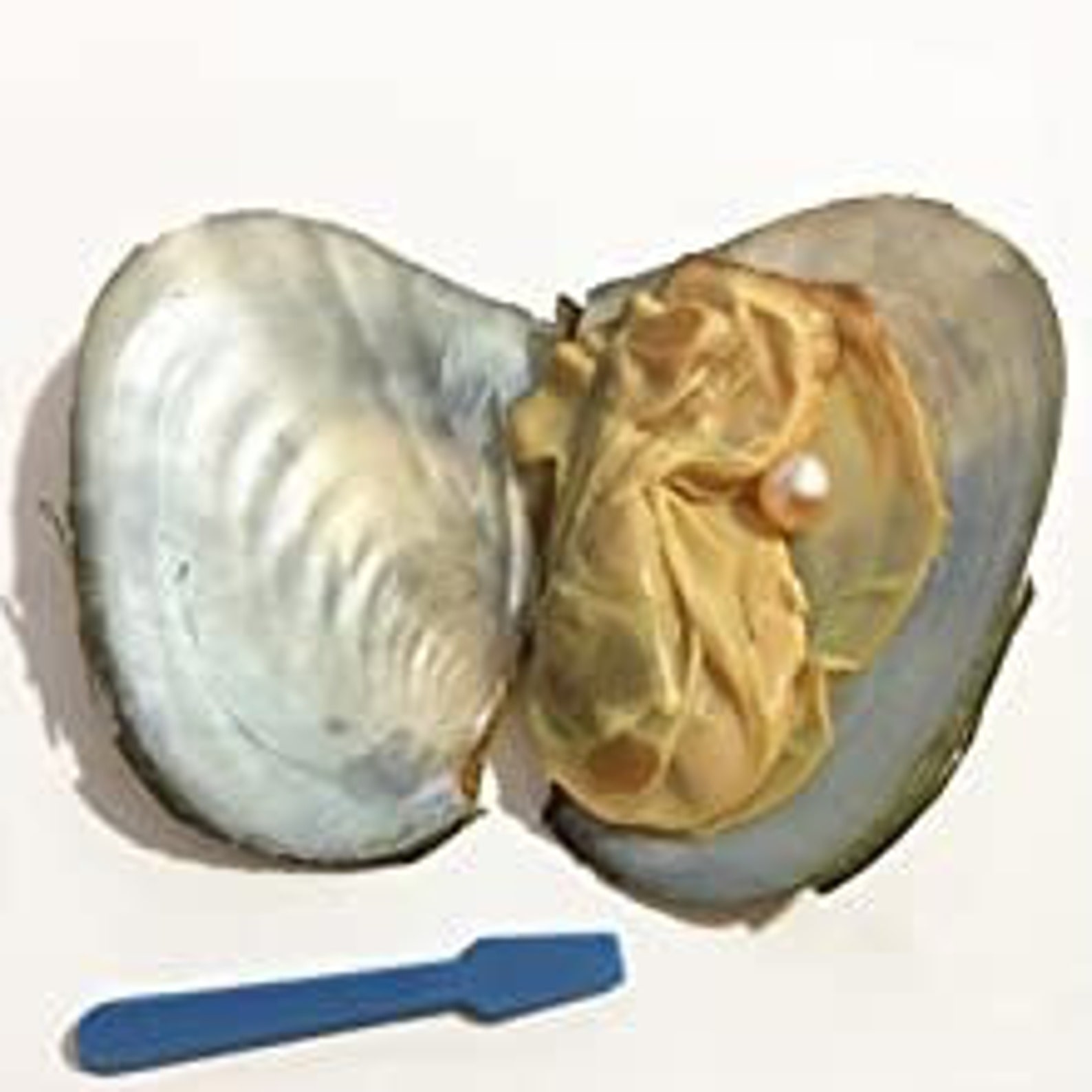 Pearl in Oyster Necklace Real Pearl Necklace | Etsy