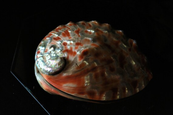 Vintage Polished Red Abalone Shell Estate Find Large and - Etsy