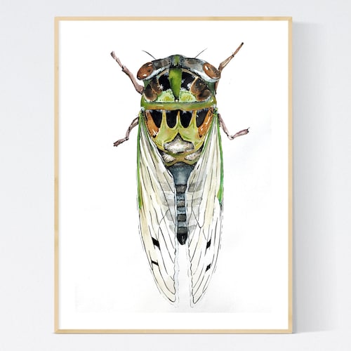 Watercolor Cicada Giclee Insect Art Print Unframed | Etsy
