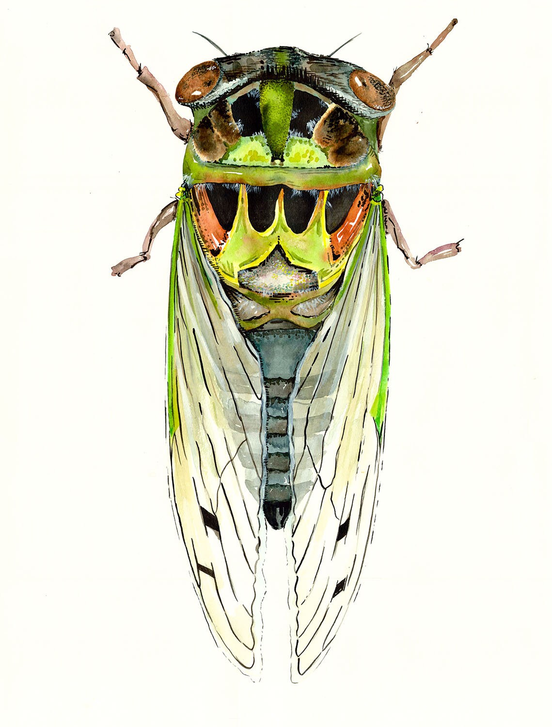 Watercolor Cicada Giclee Insect Art Print Unframed - Etsy