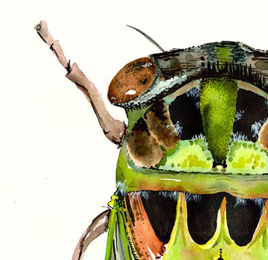 Watercolor Cicada Giclee Insect Art Print Unframed | Etsy