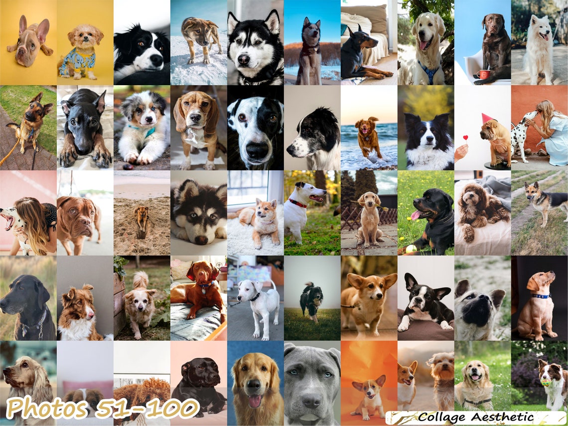 Dog Aesthetic Wall Collage Kit 150 PCS Boujee Room Decor | Etsy India