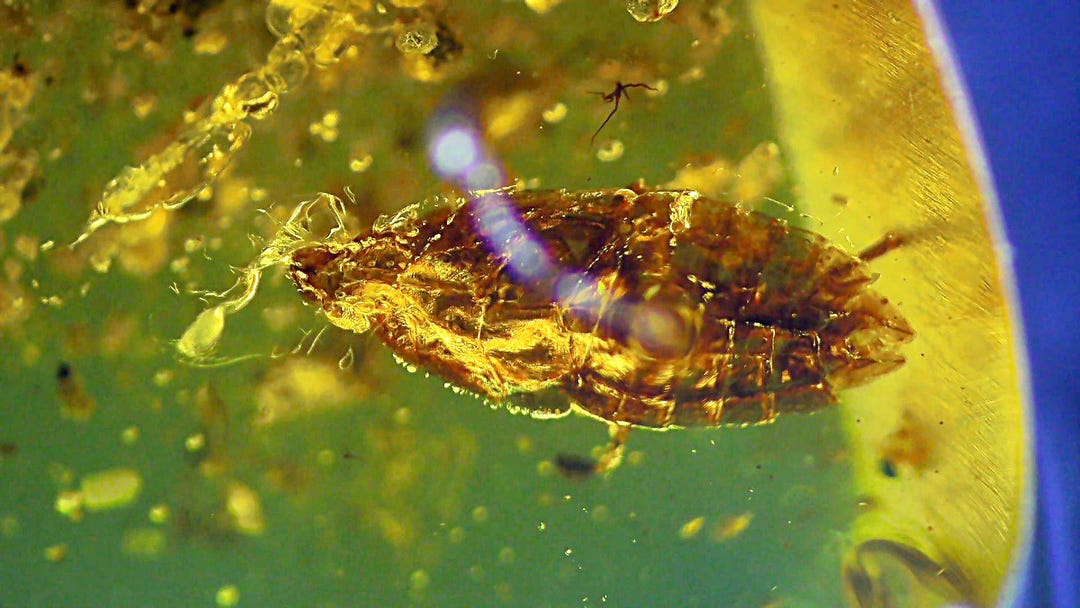 L2- 84 True Bug, BURMITE Cretaceous Amber Insect - Etsy