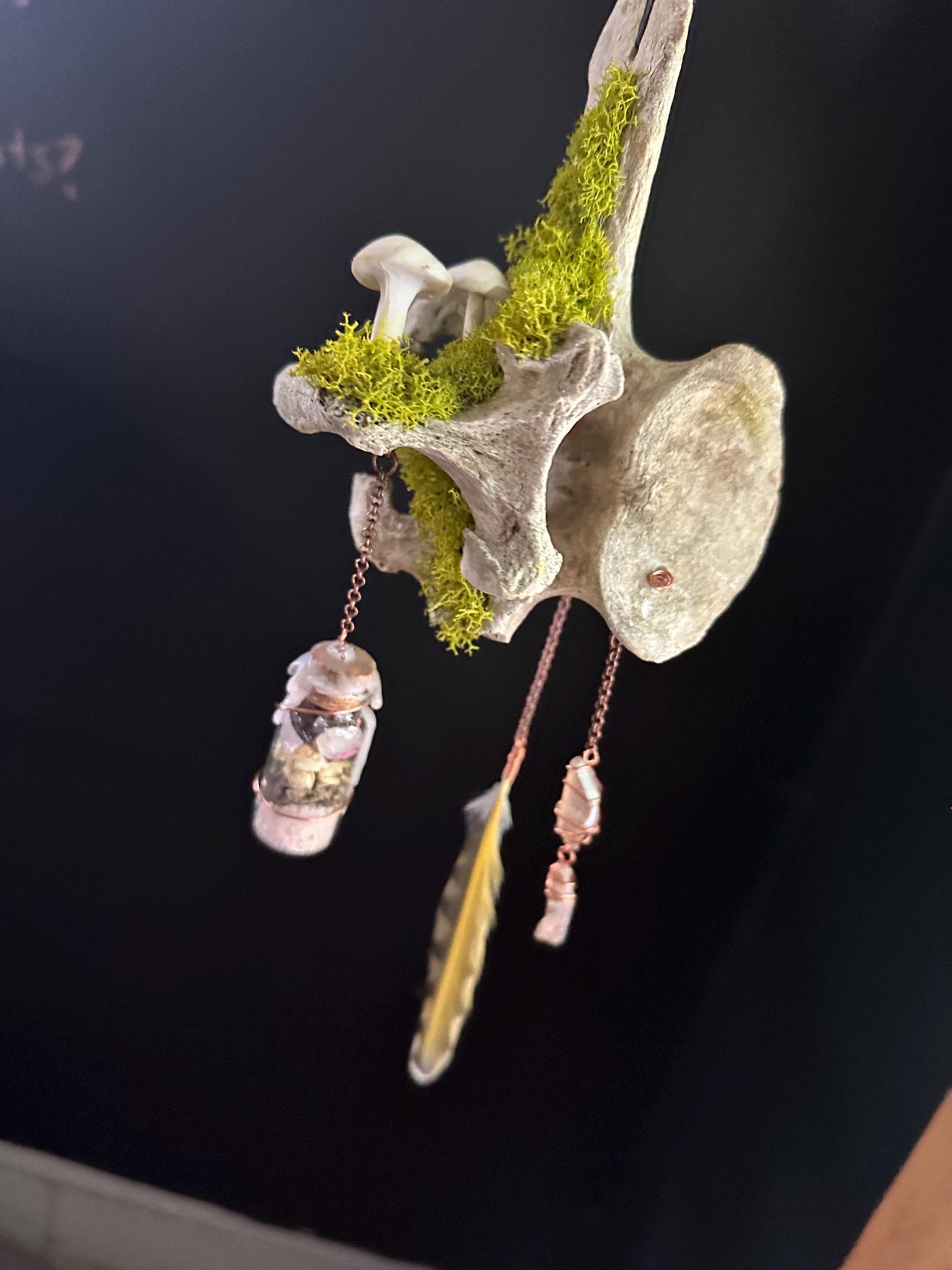 Cow Vertebrae Mobile - Etsy