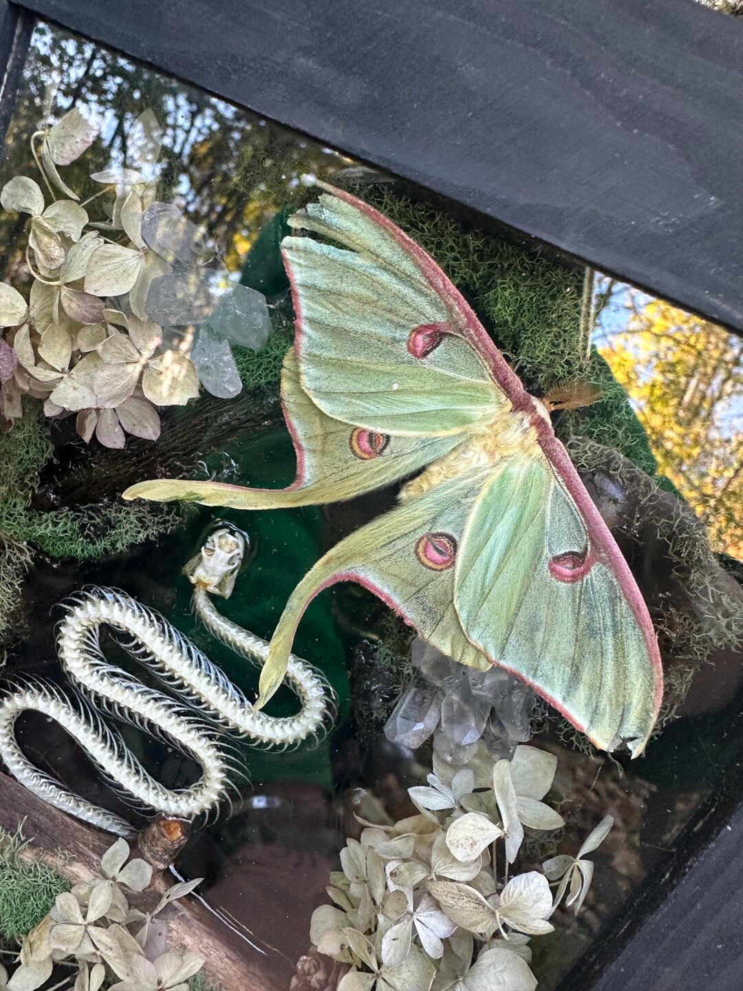 Luna Moth Shadow Box With Snake Skeleton - Etsy