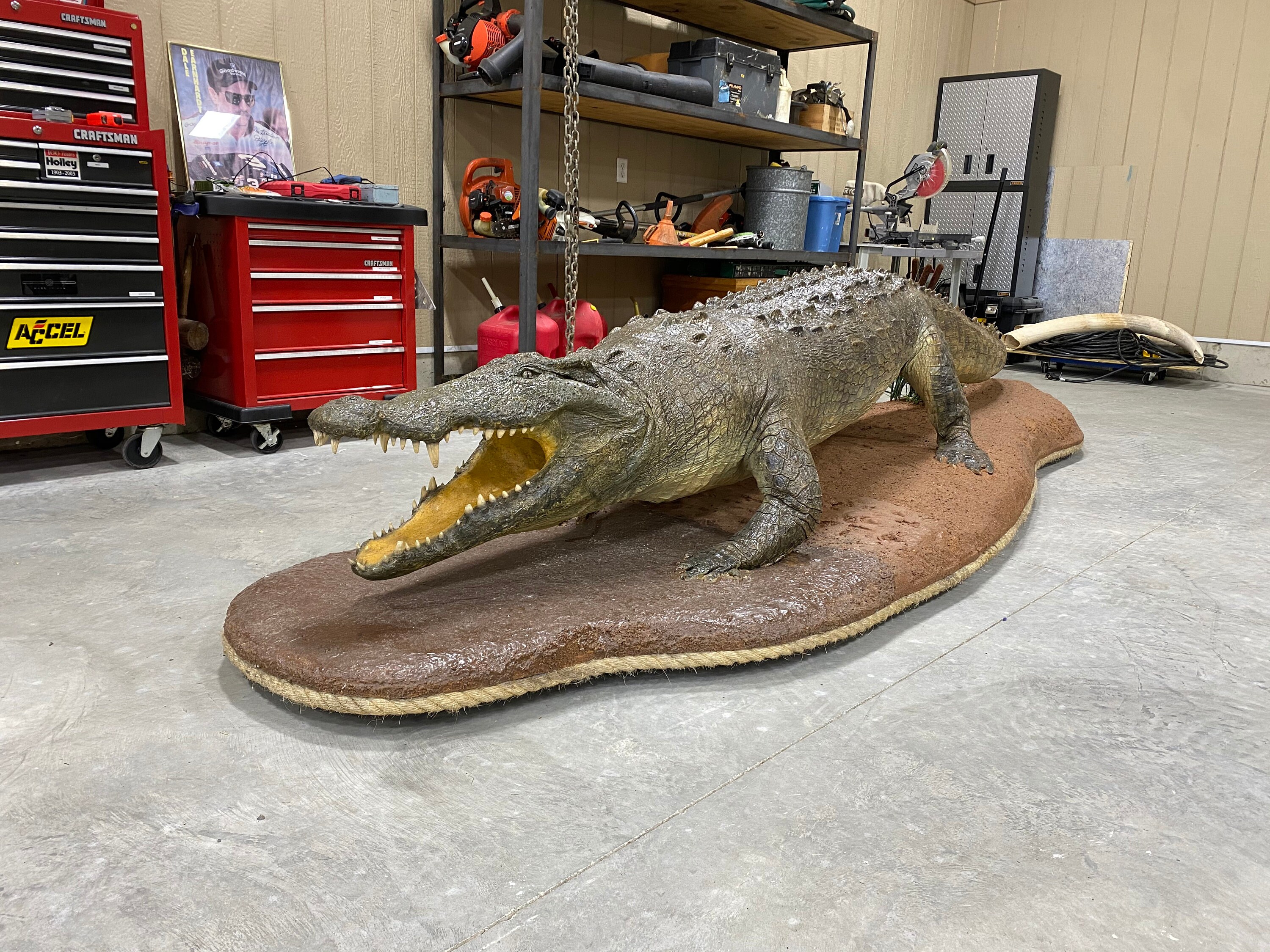 Crocodile 13.5 foot long full body mount taxidermy | Etsy
