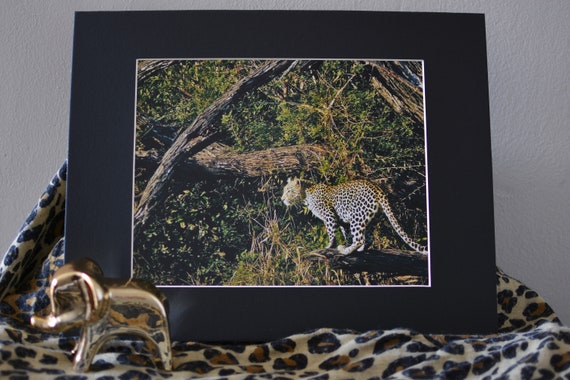 Leopard Wildlife Photography Print Matted and Ready-to-Frame | Etsy