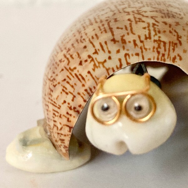 Turtle Shell Glasses - Etsy