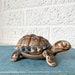 Vintage Wade Turtle Trinket Box | Wade of England Porcelain Tortoise ...