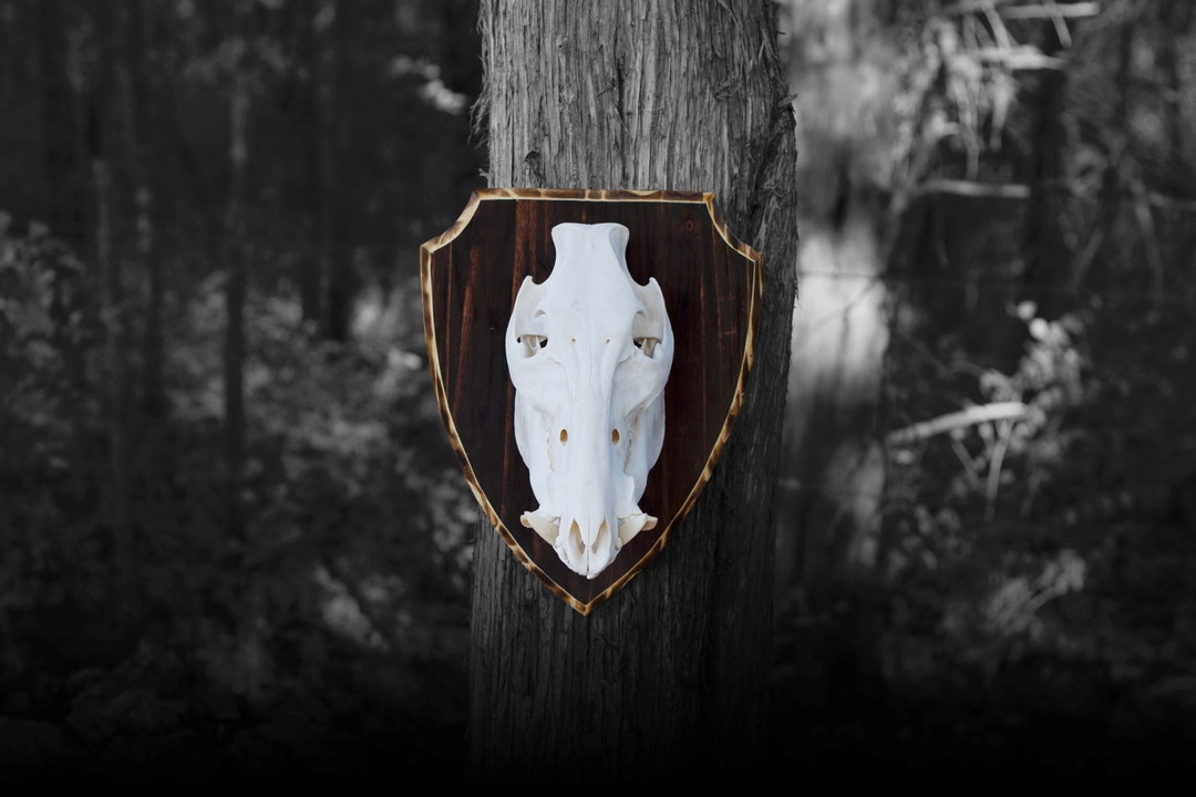 Hog European Mount Plaque - Etsy