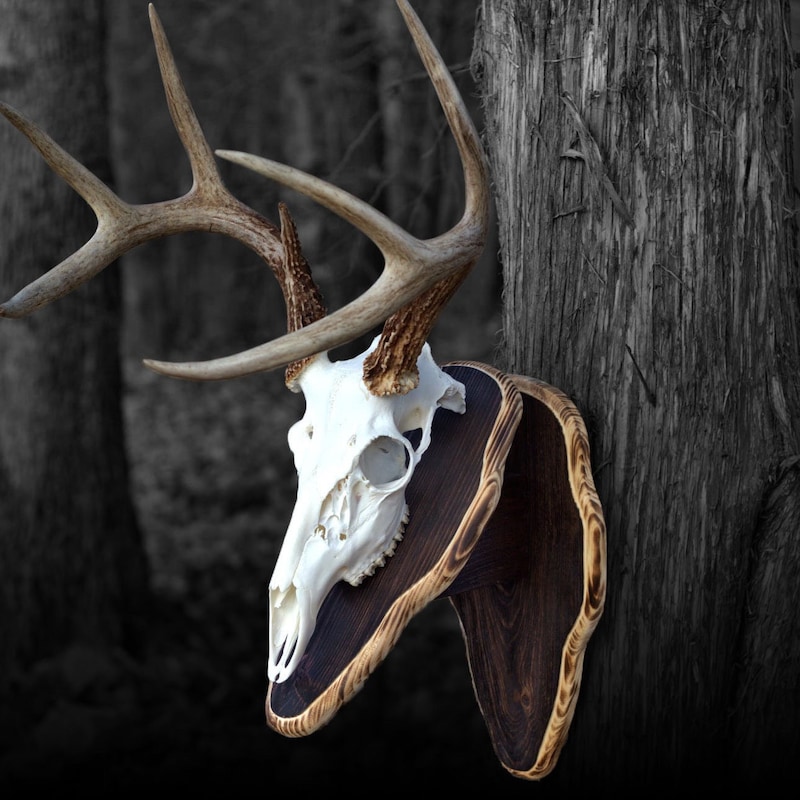 European Mount - Etsy