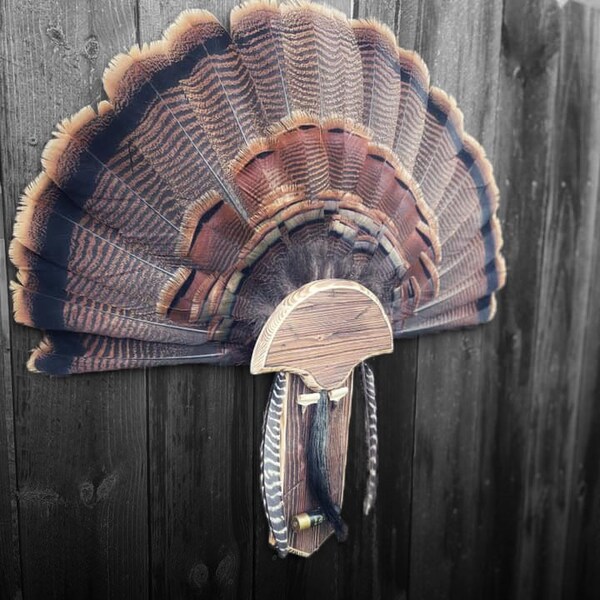 Turkey Fan Mount - Etsy