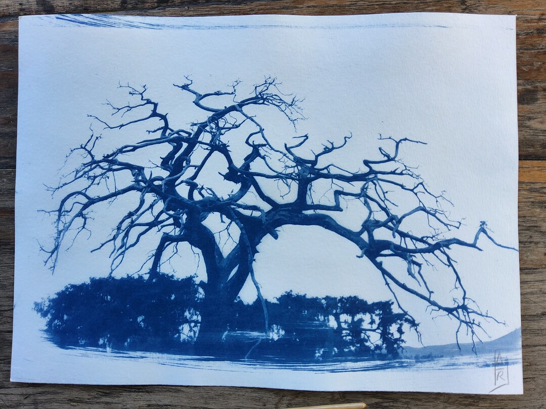 Painting Original Cyanotype TREE - Etsy