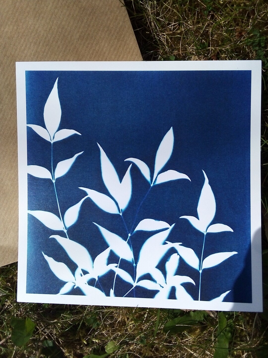 Leaves Cyanotype Postcard - Etsy