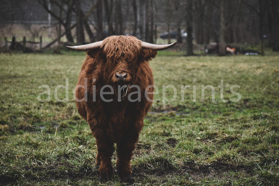 Highland Cattle Print - Etsy
