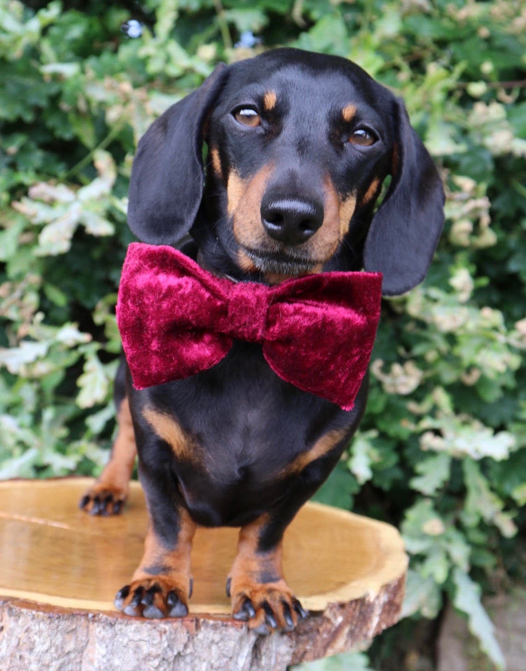 Red Velvet Cake Dog Bow Tie - Etsy