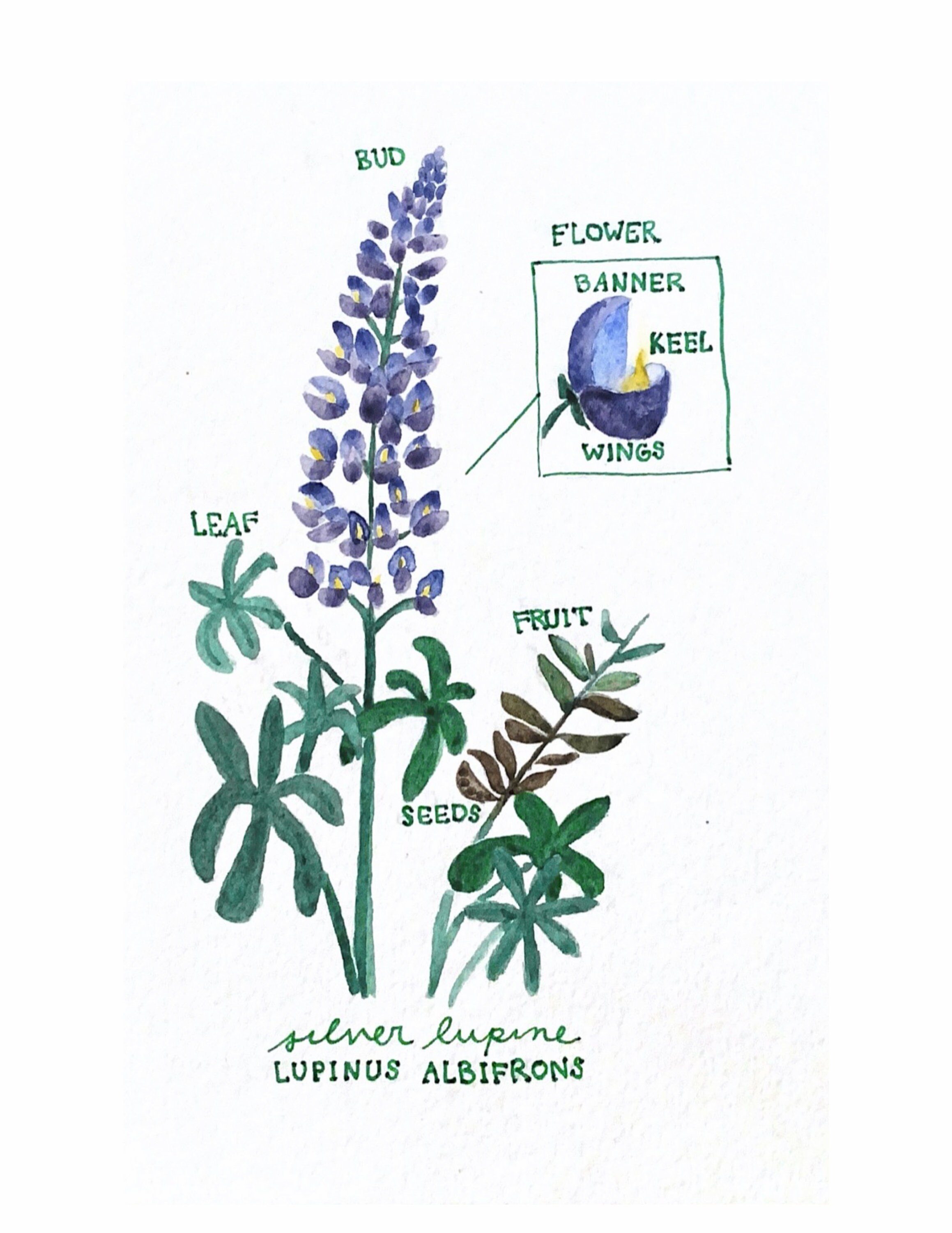 Silver Lupine Botanical Print, Science Art, Watercolor Painting - Etsy