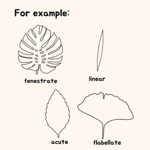 80 Botanist's Leaf Shape Procreate Stamps: Hand Drawn Line Art and ...