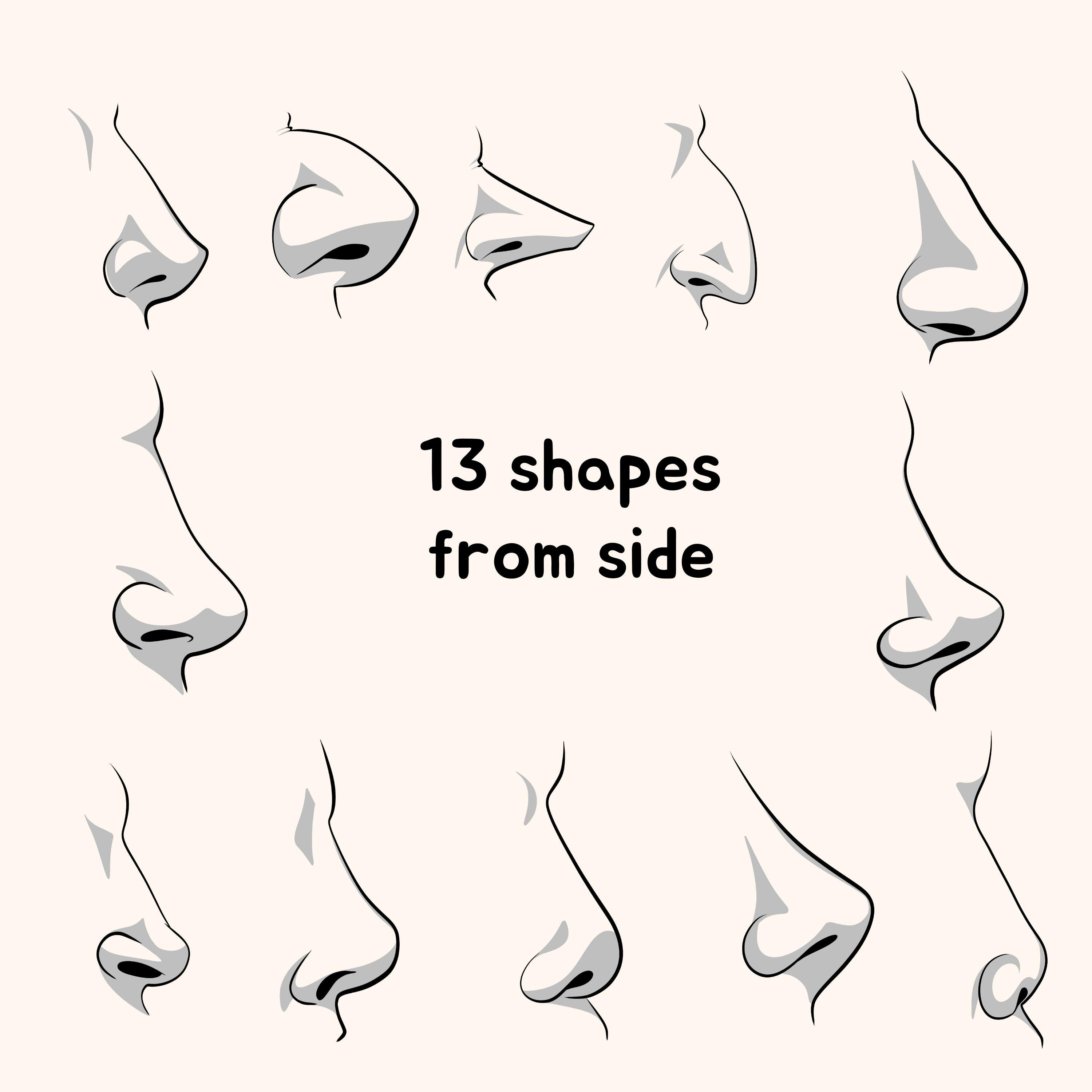 Different Types Of Noses Drawing