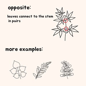 40 Botanist's Leaf Arrangement Procreate Stamps: Hand Drawn ...
